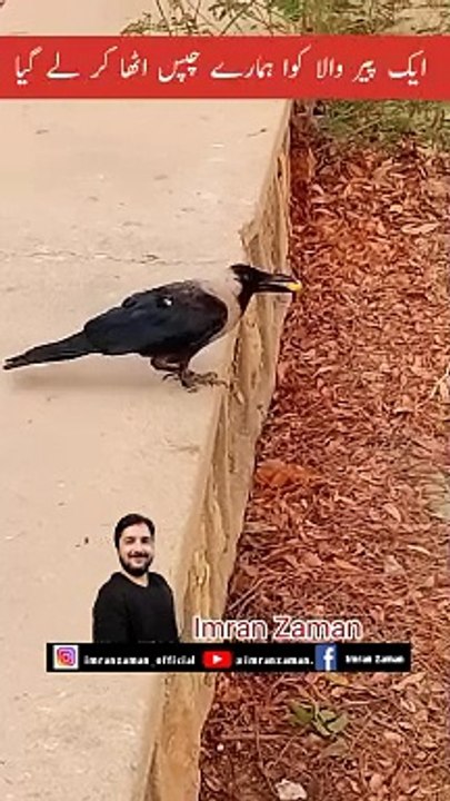 The One Legged Crow took away our Chips - video Dailymotion