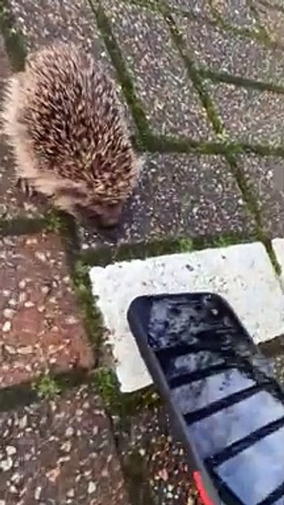 Belligol himself #beligol #bellingham #food - video Dailymotion