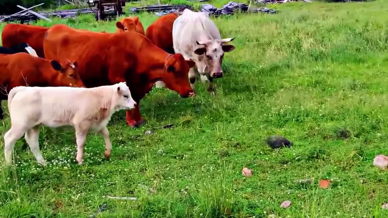 37 Times Animals Messed With The Wrong Opponent ! - video Dailymotion