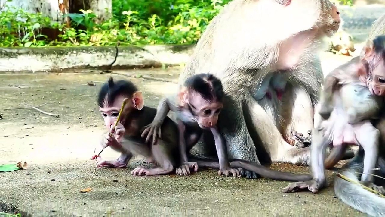 Oh How Cool Of These Tiniest Babies Perform!, Three Baby Playing ...