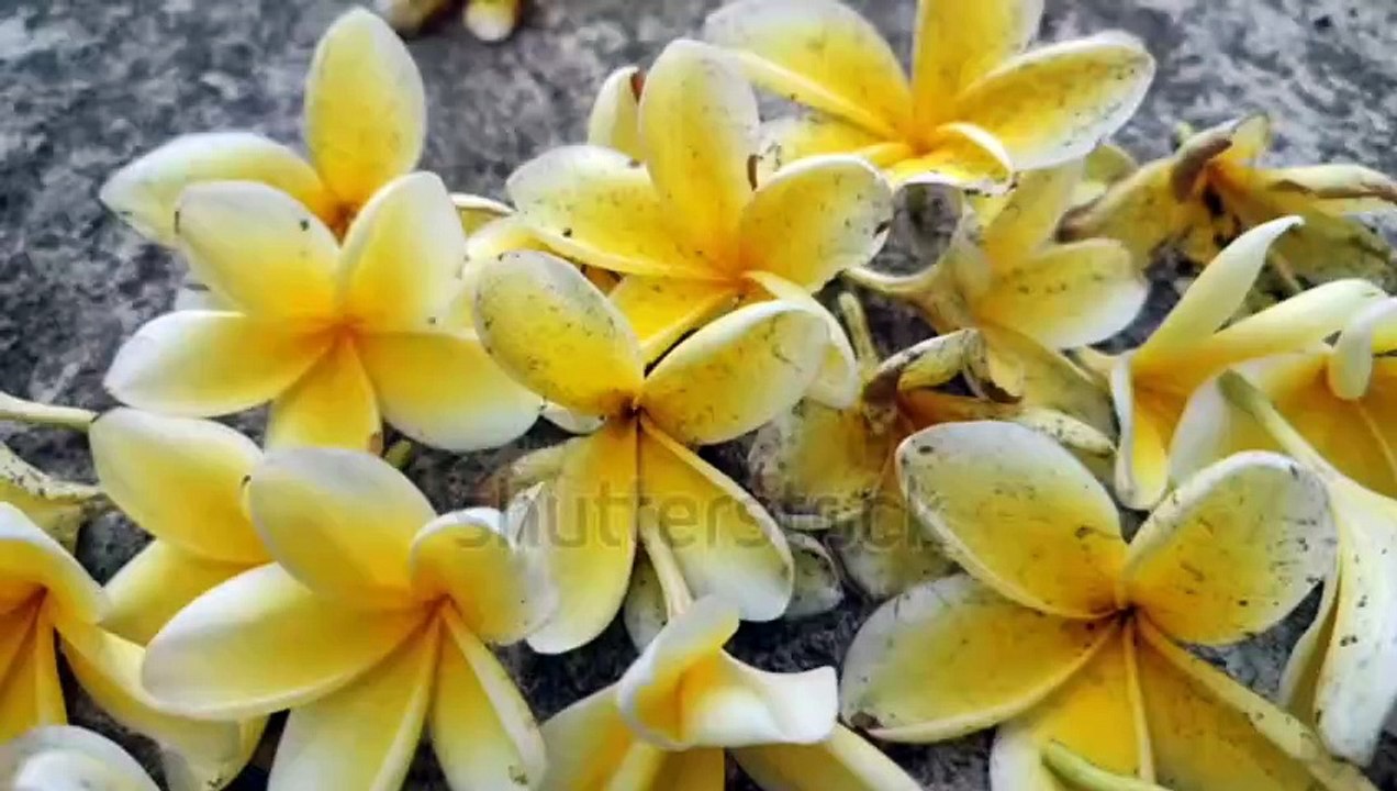 Beautiful plumeria flowers - video Dailymotion