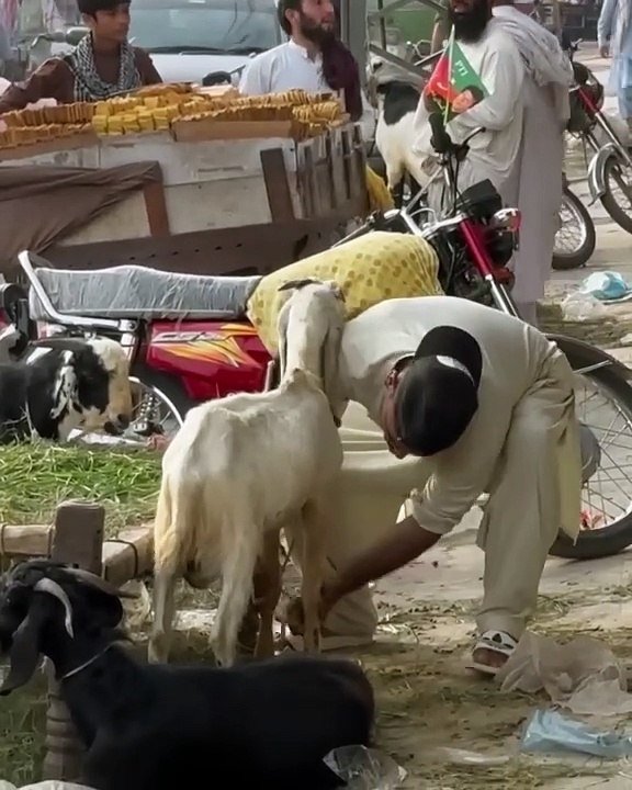 Where u taking my goat stop #funny #comedy #prank - video Dailymotion