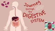 Digestive System | The Dr. Binocs Show | Learn Series For Kids - video ...