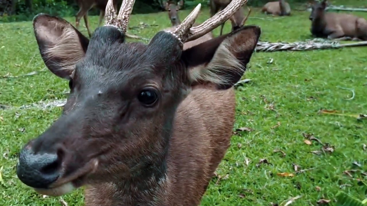 THE DEER WAS CRYING ABOUT HIS MOTHER - video Dailymotion