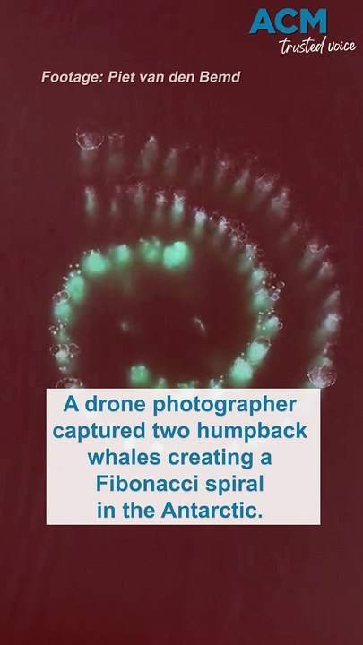 Humpback whales create a Fibonacci spiral in the Antarctic - video ...