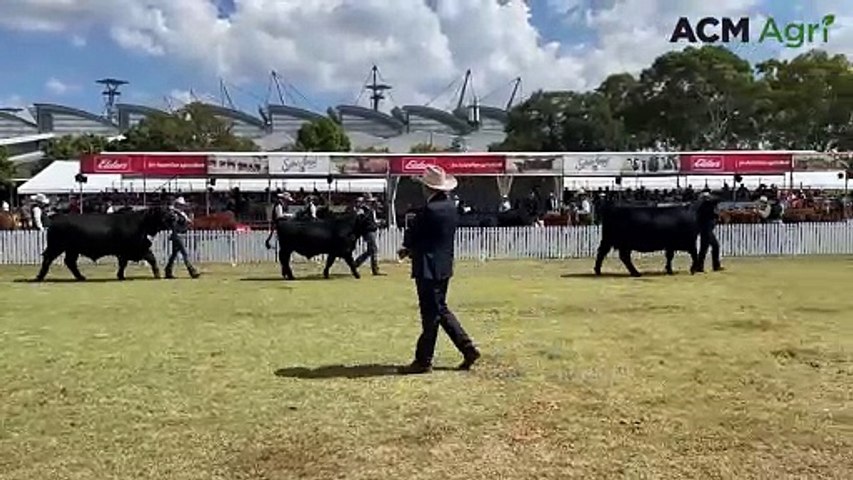Angus best exhibit at Sydney Royal | The Land | NSW