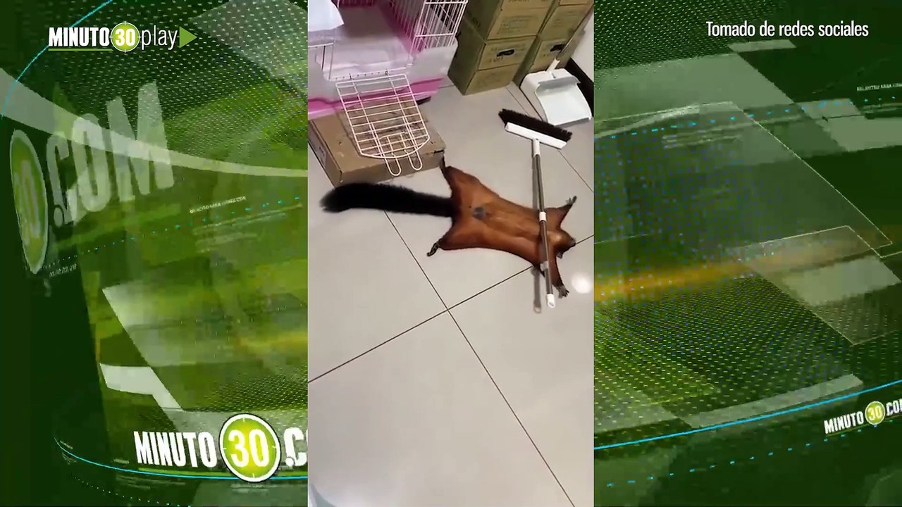 La ardilla más dramática del mundo se hace la muerta porque le cayó ...