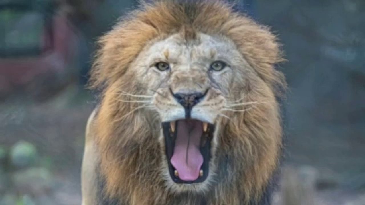 lion roar sound effect_ lion sound - video Dailymotion