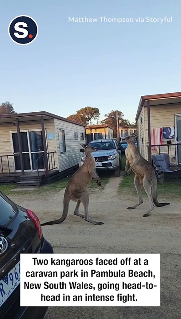 Kangaroo Fight Kangaroos | Bush Heritage Australia