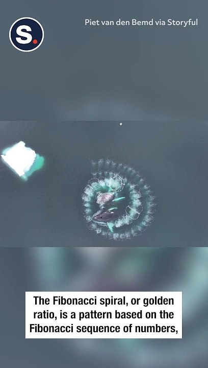 Humpback Whales Make Fibonacci Spiral With Bubble Net - video Dailymotion