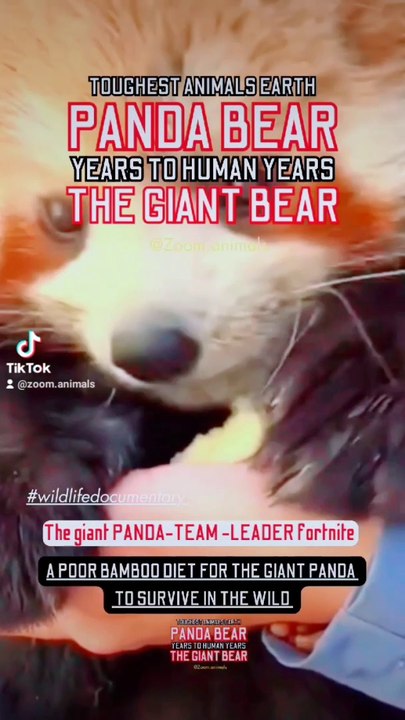 Red panda team leader fortnite, giant panda yaya, pandas birthday ...
