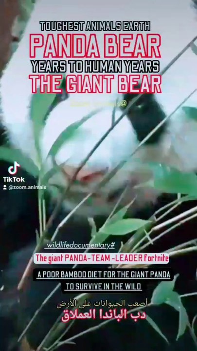 Pand a team leader, panda team leader fortnite, giant panda big black ...