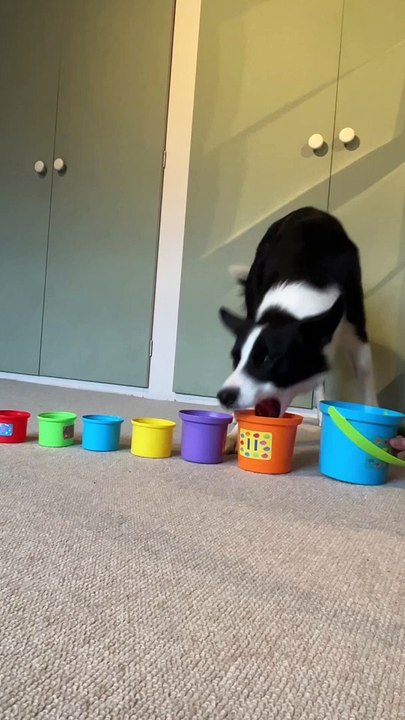 Border Collie Loves Stacking Cups - video Dailymotion