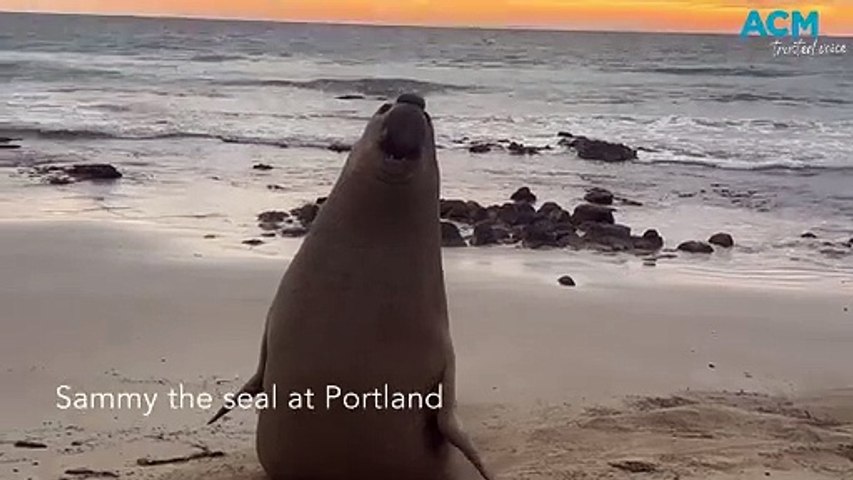 Concerns for welfare of Sammy the Seal - The Standard - January 2024 ...