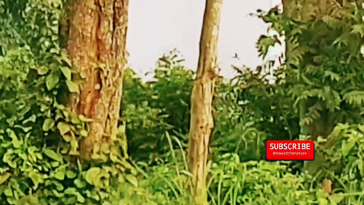 Snake eat aal baby birds | dhusar dhanesh baby bird eating by cobra ...