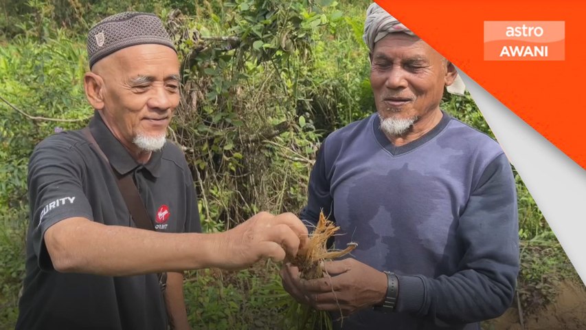 Penduduk RKT Kesedar Renok Baru bimbang ancaman gajah liar | Astro Awani