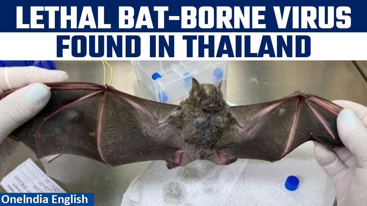 Thailand: Traces of new deadly bat virus which can infect humans found ...