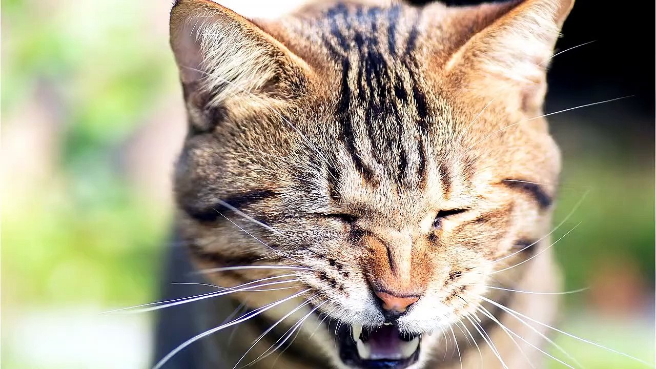 Cat 101_ Nose Bleed in Cats - video Dailymotion