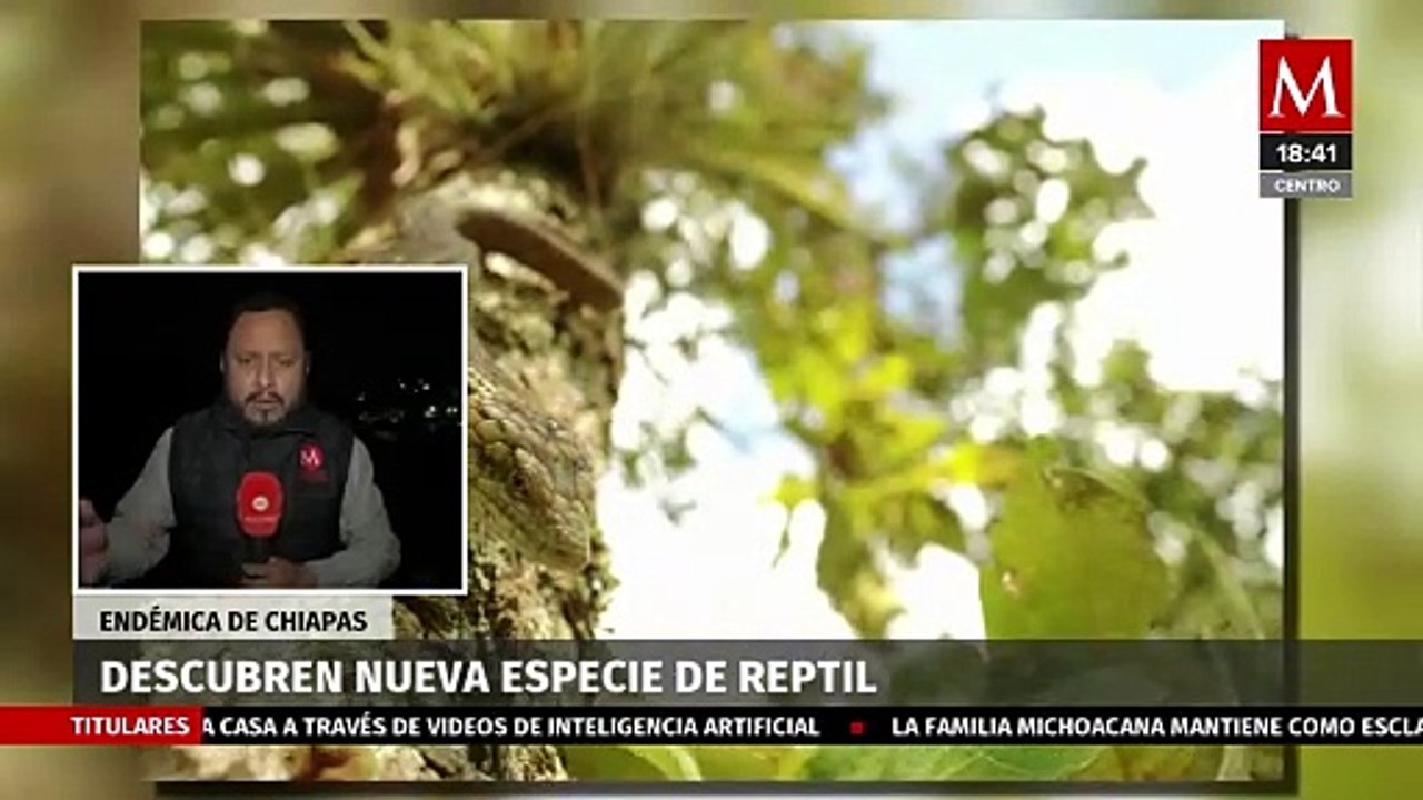 Descubren 'Dragoncito de Coapilla' en Chiapas; una especie reptil única - Vídeo Dailymotion