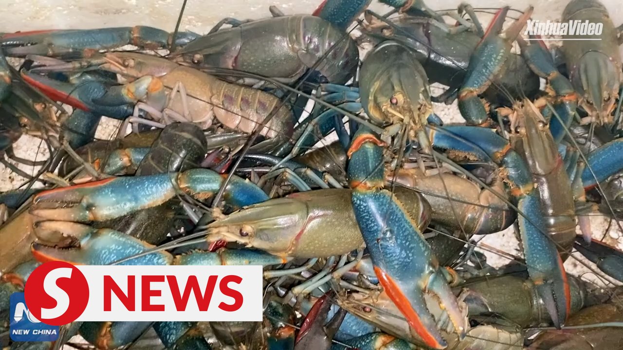 Rural areas in China's Xinjiang develop Australian freshwater crayfish ...