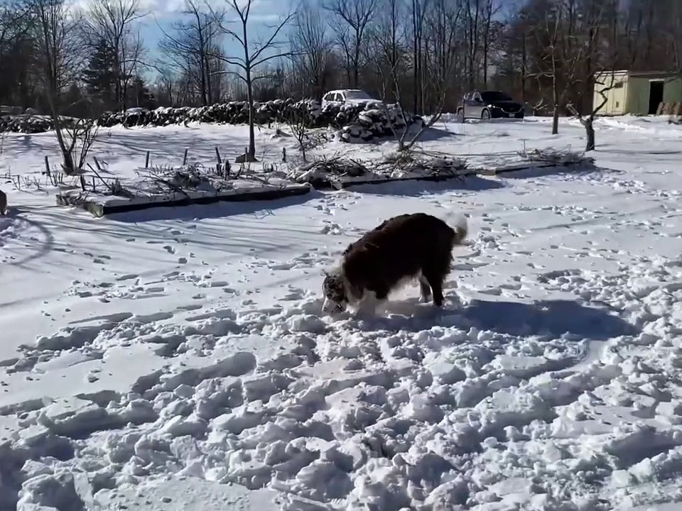 Jim Henson Dogs Xexuson - Real Life Dog Segment - A Junie The Dog Goes ...