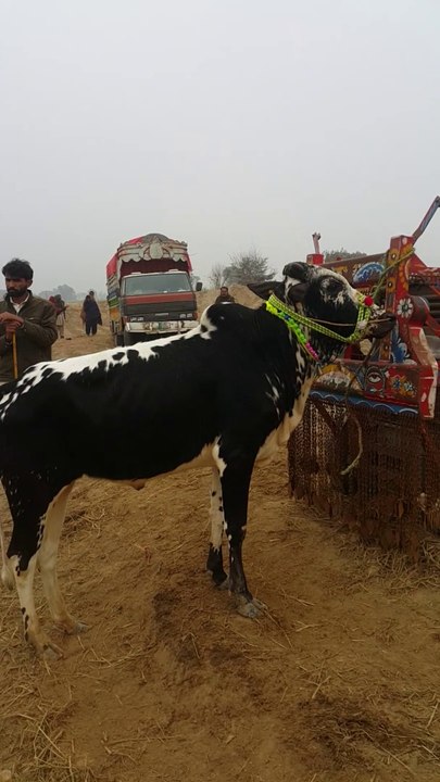 Beautiful bull - video Dailymotion