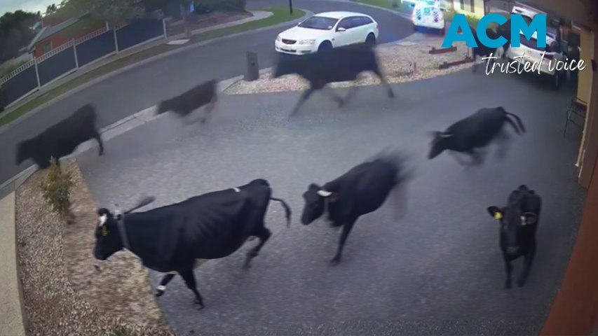 Udder chaos!: 100 escaped cows stampede through suburban streets of ...