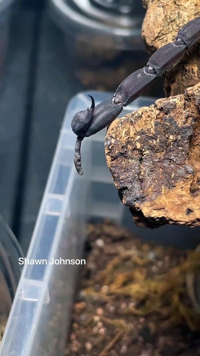 If you never saw a scorpion poop, you have now - Vidéo Dailymotion