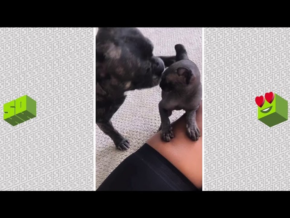 SZA Catches Her Pets Playing With Each Other - video Dailymotion