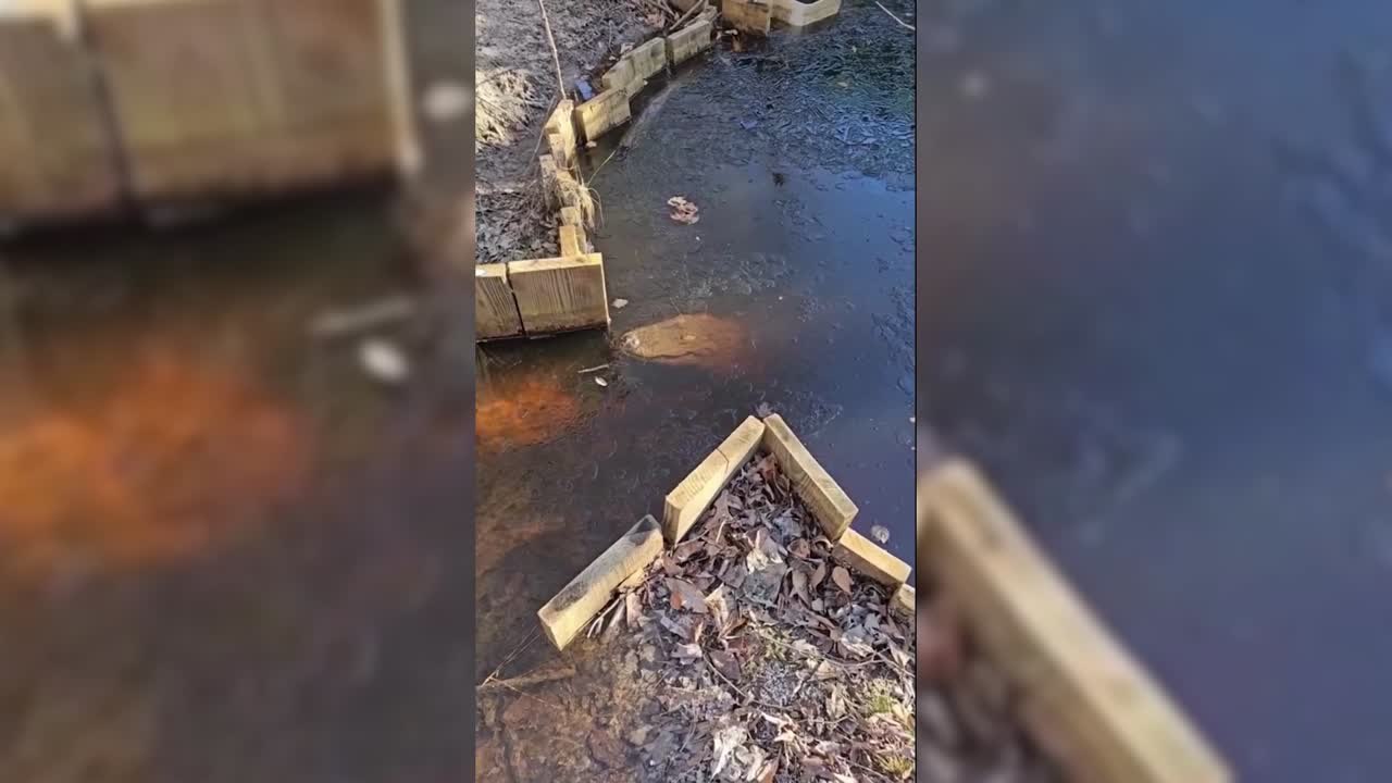 Video shows frozen alligators in spectacular brumation process - Vídeo ...