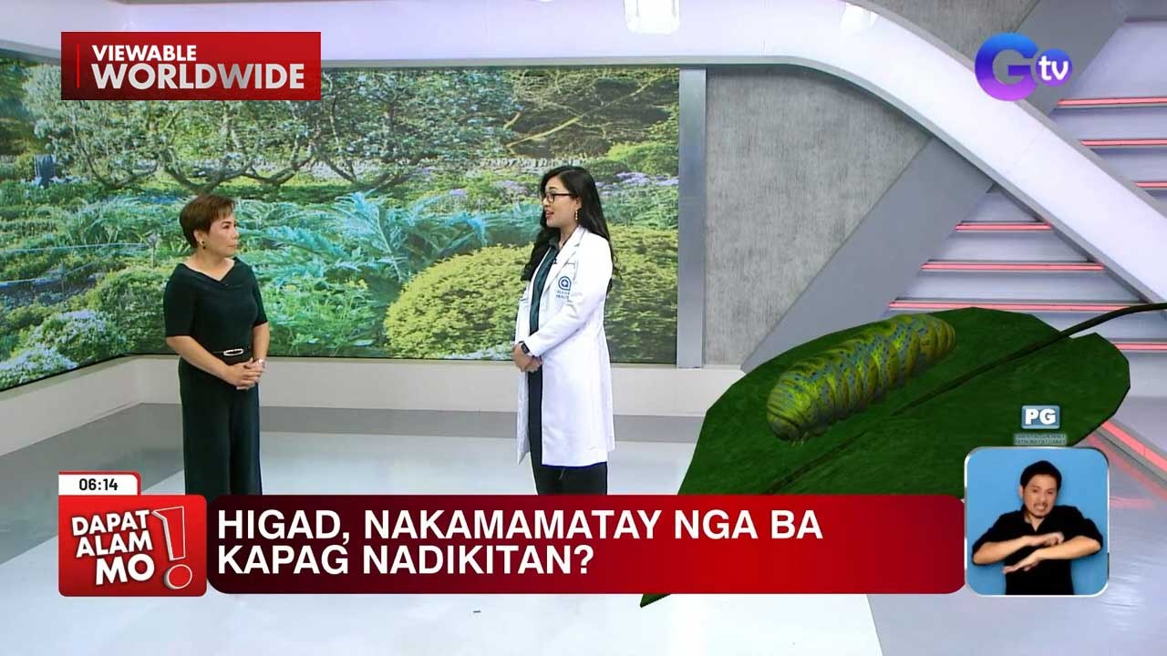 Parte ng higad na nagpapakati sa ating balat kapag nadikitan, alamin ...