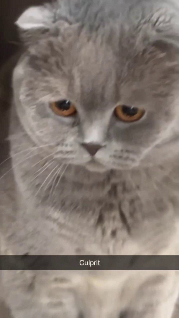 Guilty Face Cat Skye Showing Off His Guilty Look When Caught Standing