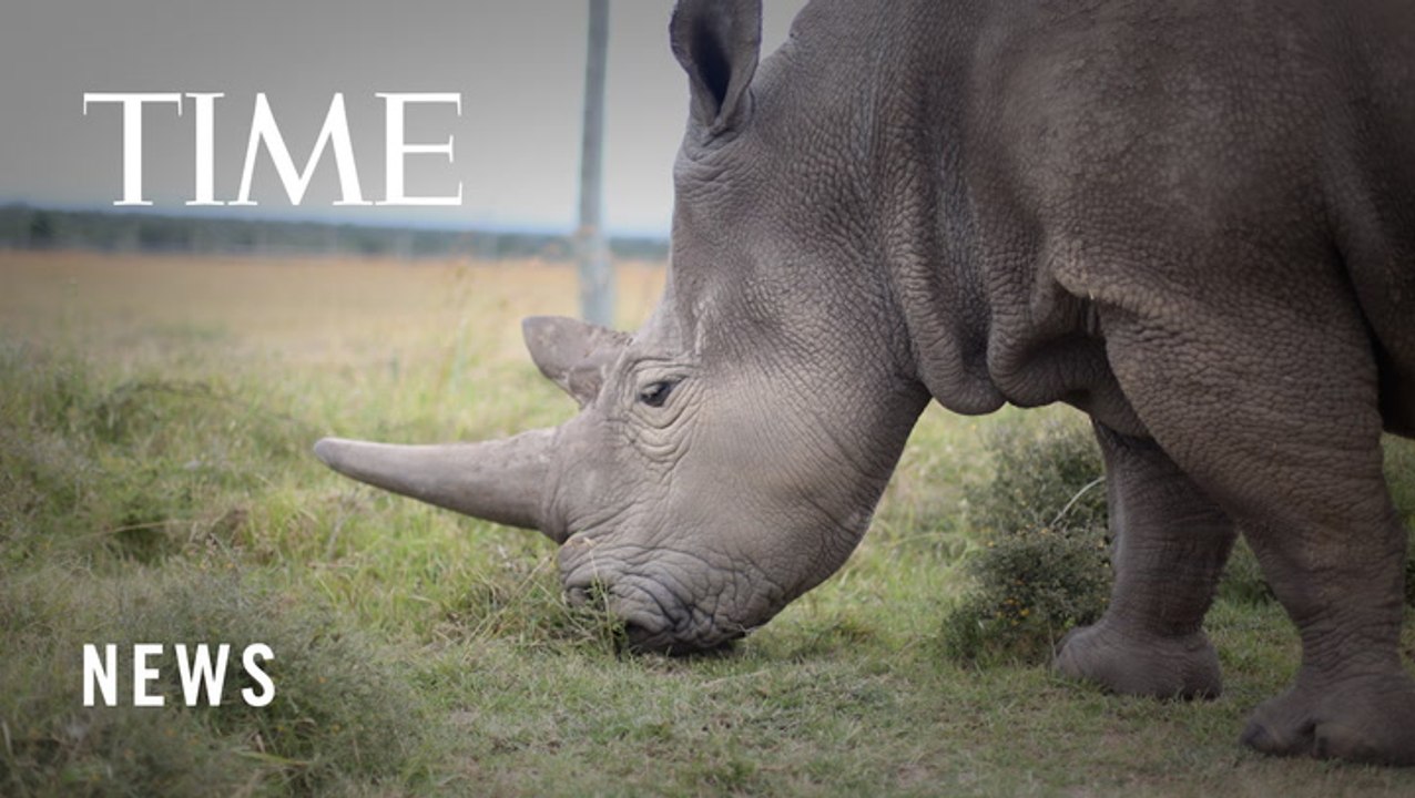 World's First IVF Rhino Pregnancy May Help Save the Northern White ...