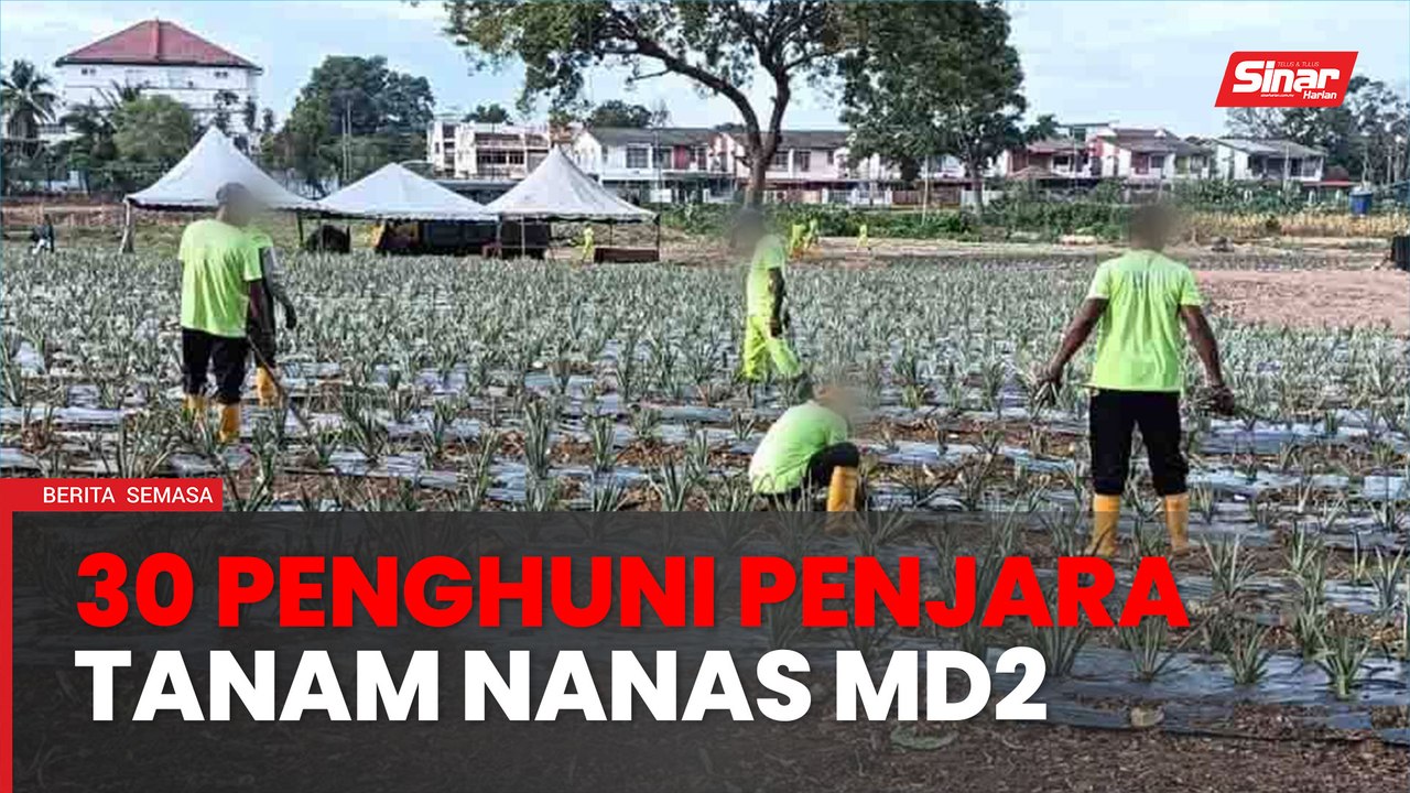 Ladang nanas MD2 'istimewa' dari penjara - Video Dailymotion