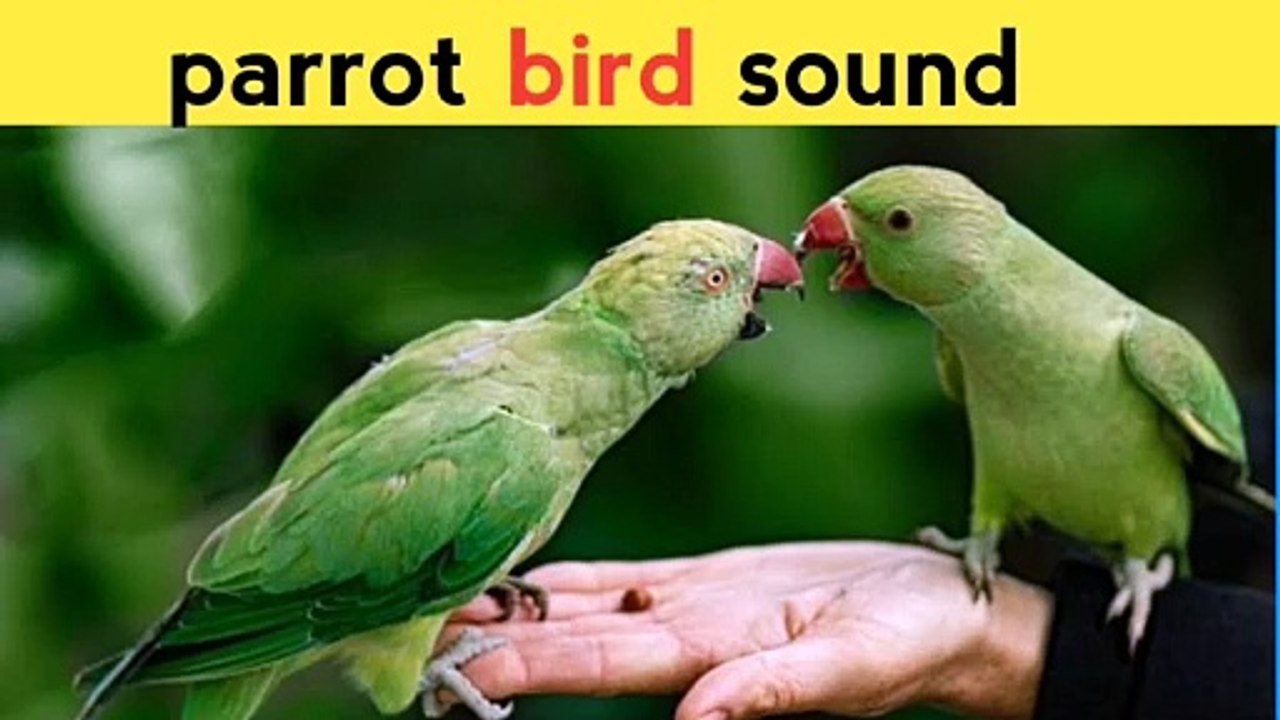 Parrot bird sound | parrot | मै तोता मै तोता | mithu mithu - video ...
