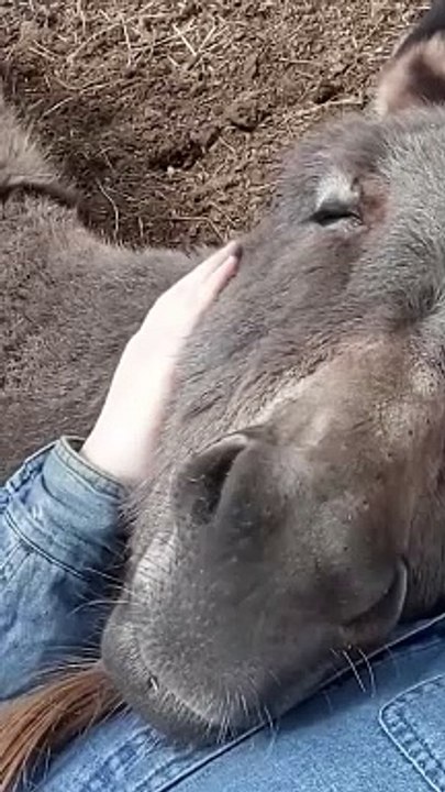 donkey enjoying in women lap - video Dailymotion