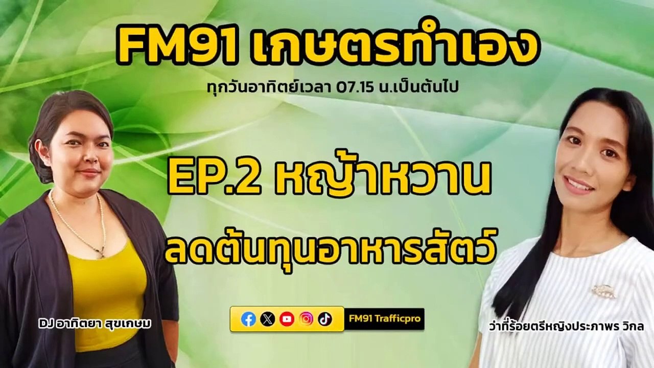 หญ้าหวาน ลดต้นทุนอาหารสัตว์ EP2 : FM91 เกษตรทำเอง : 28 มกราคม 2567 - video Dailymotion