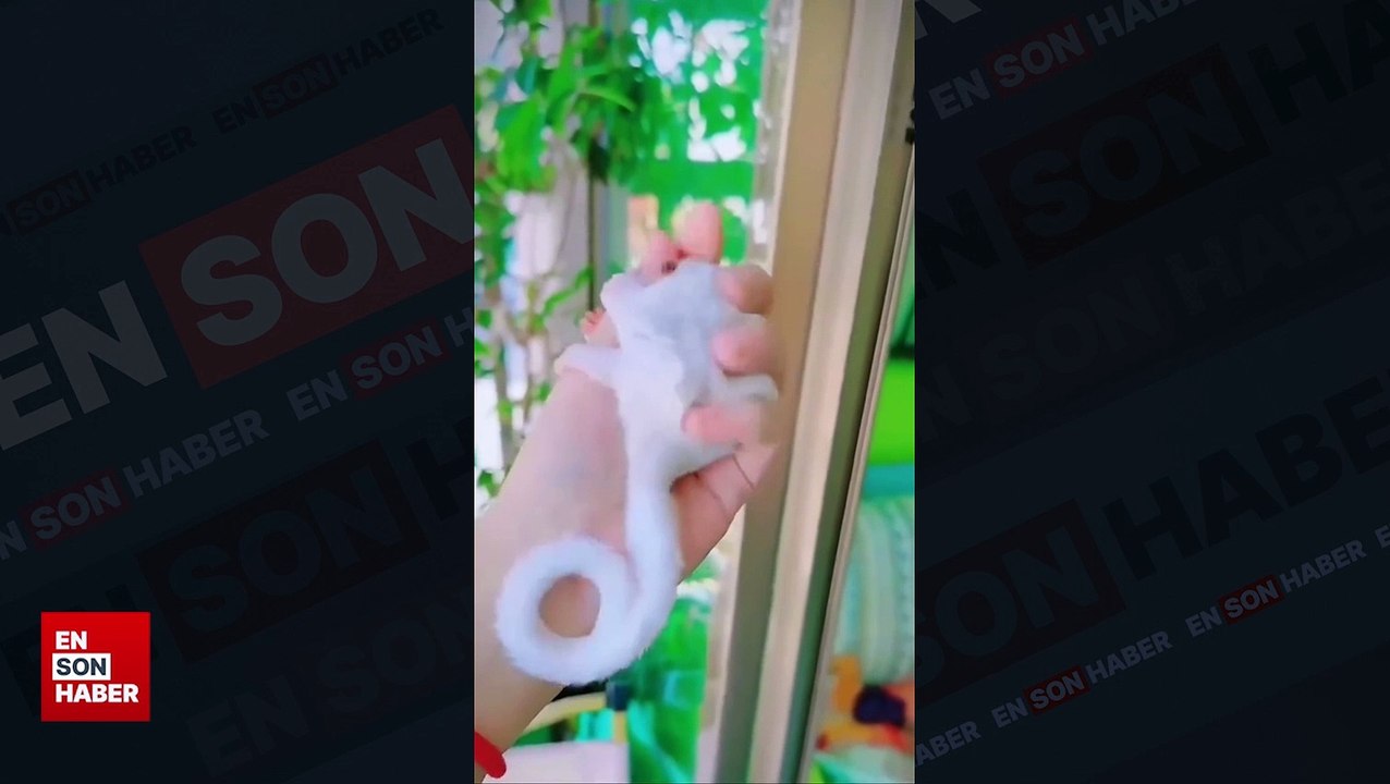 Şeker planörünün şaşırtıcı gelişimi - Dailymotion Video