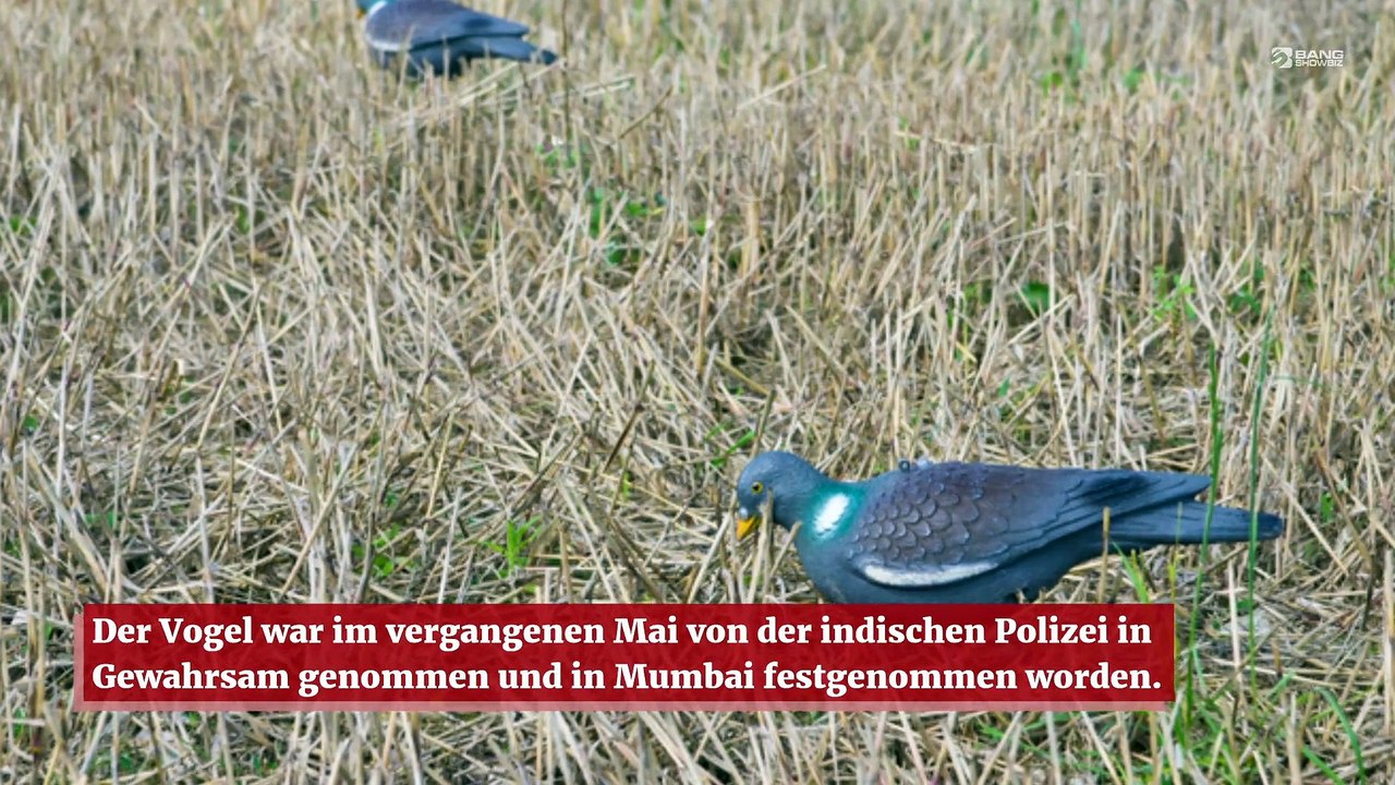 Eine der Spionage verdächtigte Taube wurde aus dem Gefängnis entlassen ...