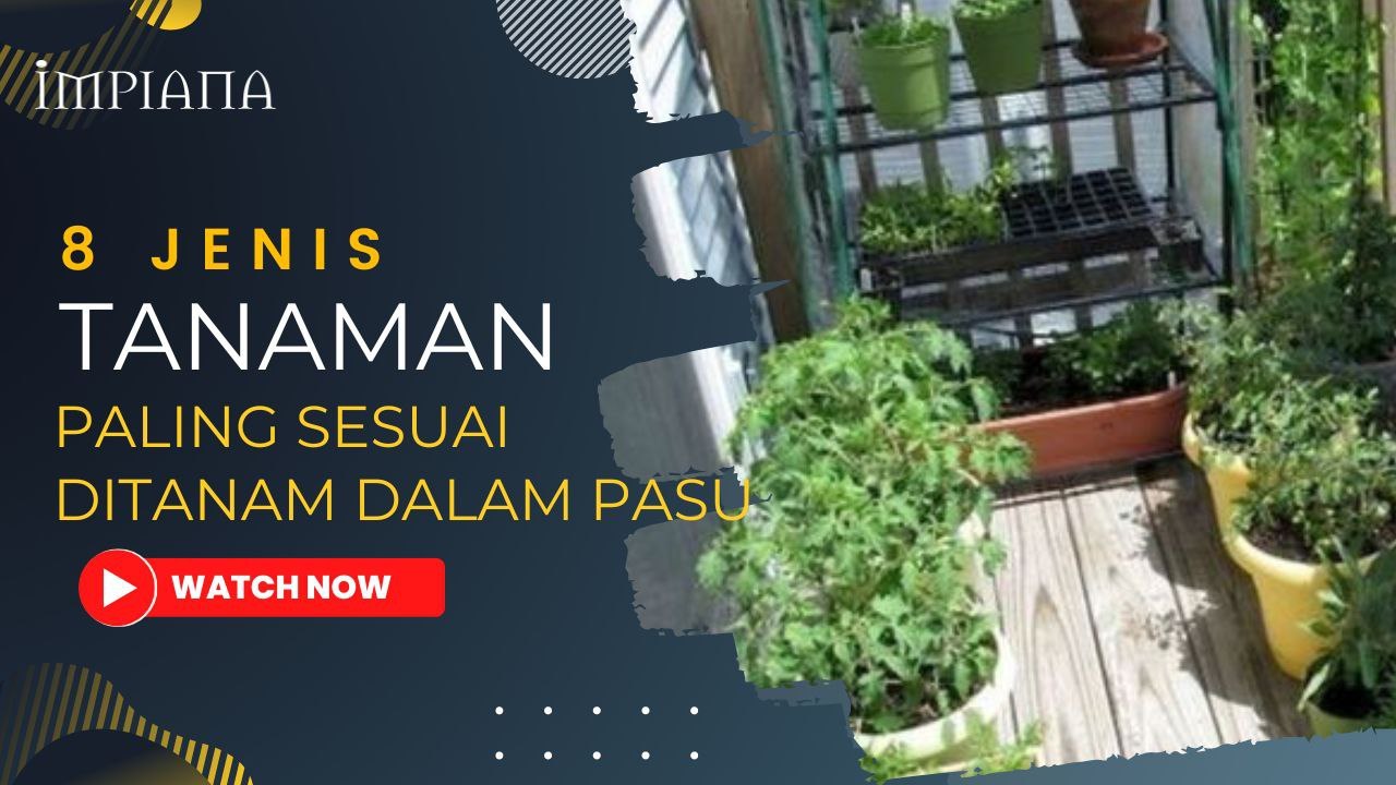 8 Jenis Tanaman Paling Sesuai Ditanam Di Dalam Pasu - Video Dailymotion