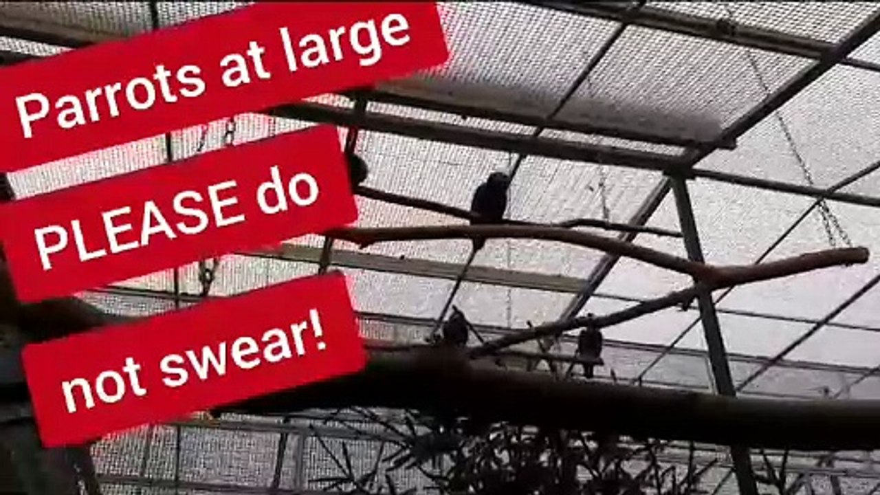 Famous swearing parrots living high life near Skegness - video Dailymotion
