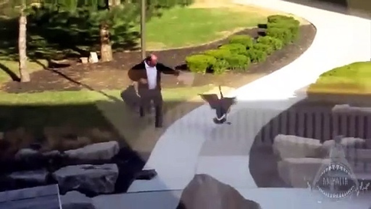 Goose chasing people - funny geese attack compilation - video Dailymotion