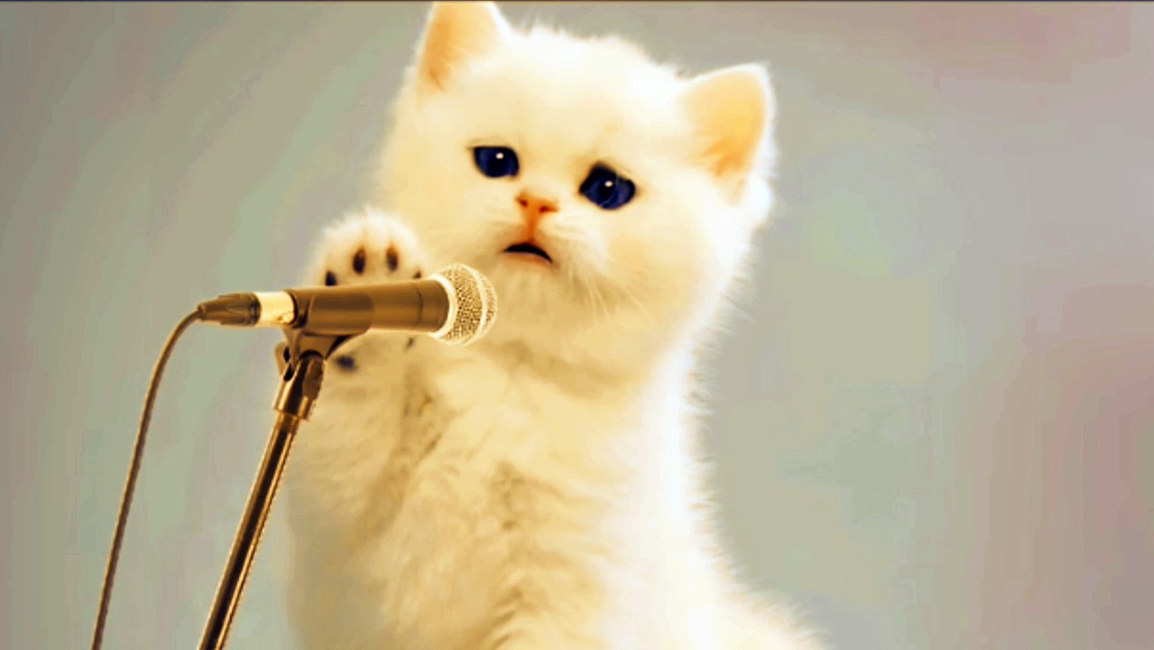Cute cat | singing cat | Humpty Dumpty sat on a wall | pet - video ...