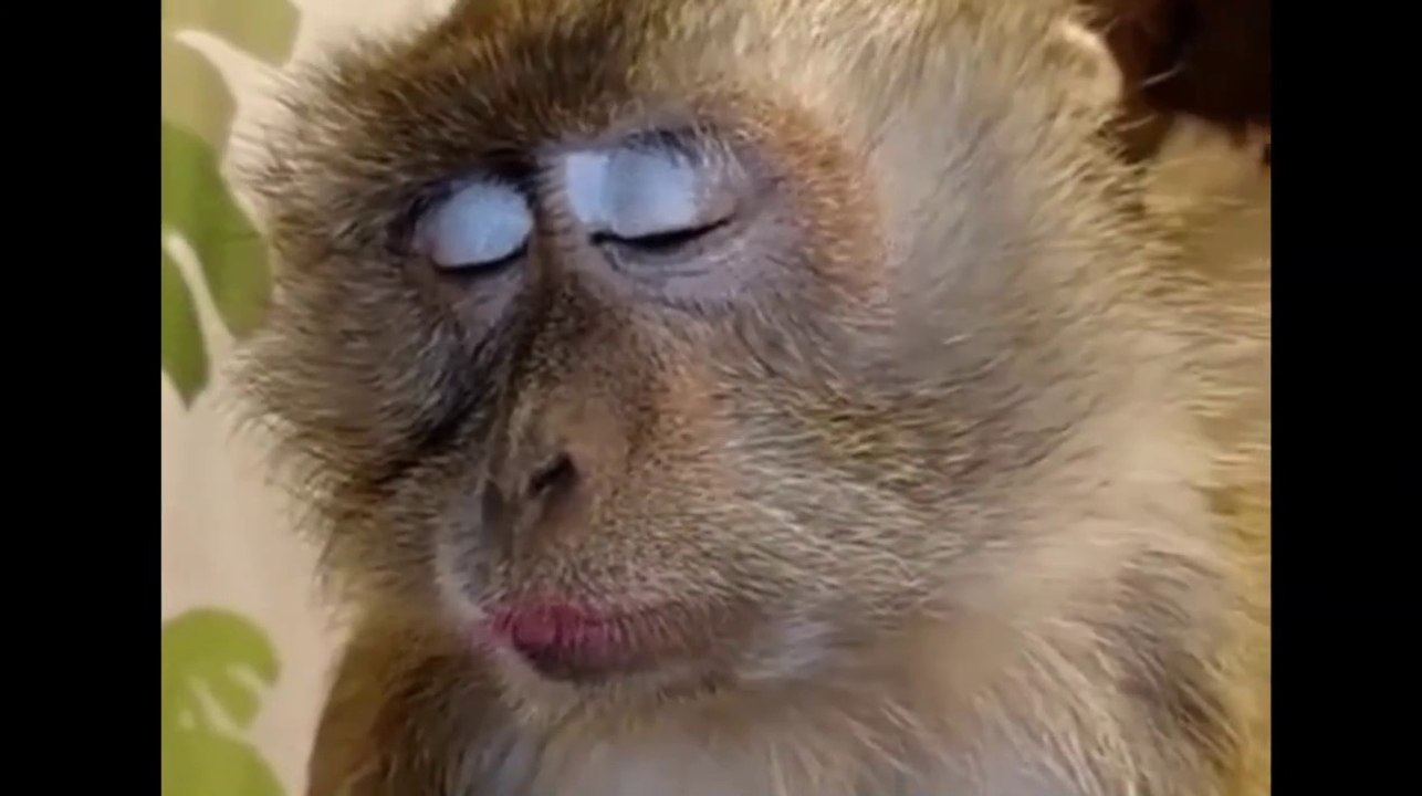 Funniest Monkey - cute and funny monkey videos Full HD - video Dailymotion