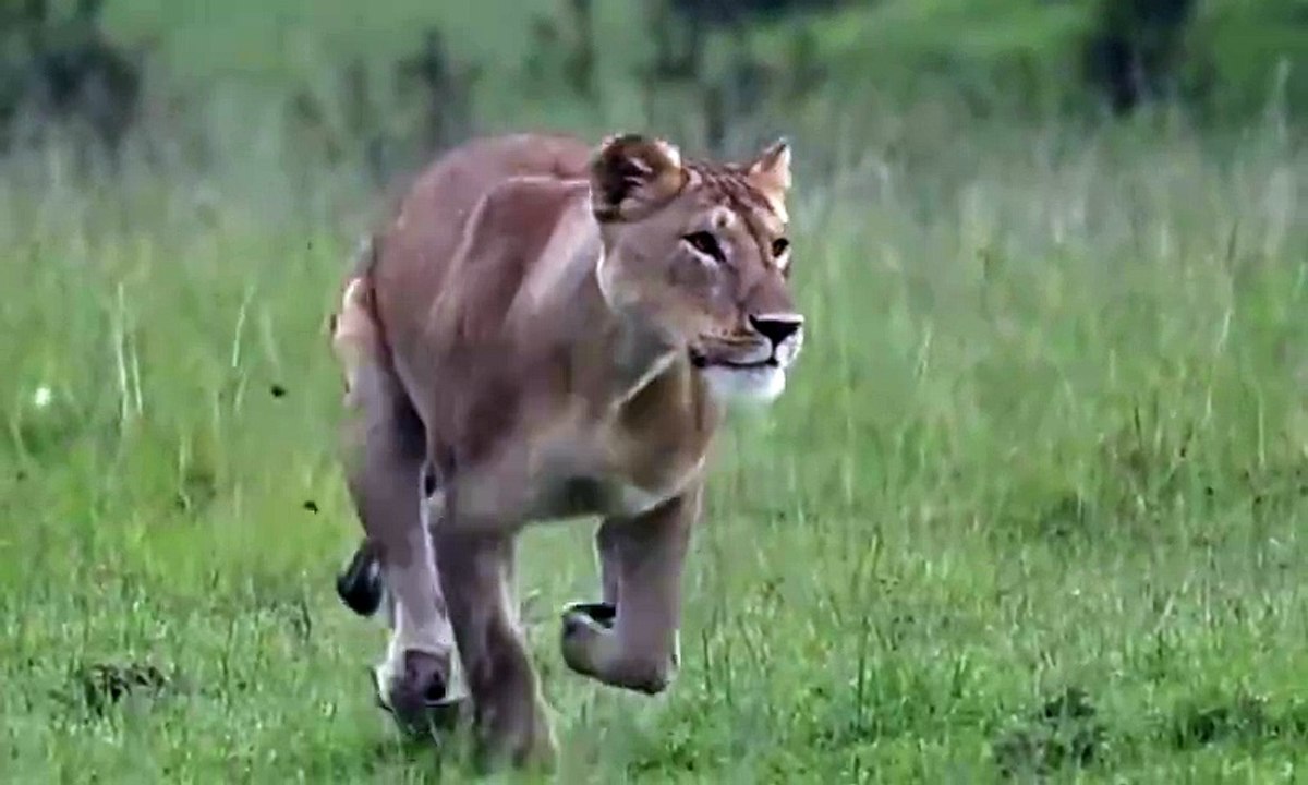 Lioness Power - video Dailymotion