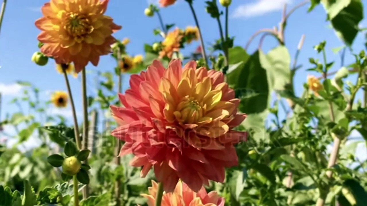 Dahlia flower - video Dailymotion