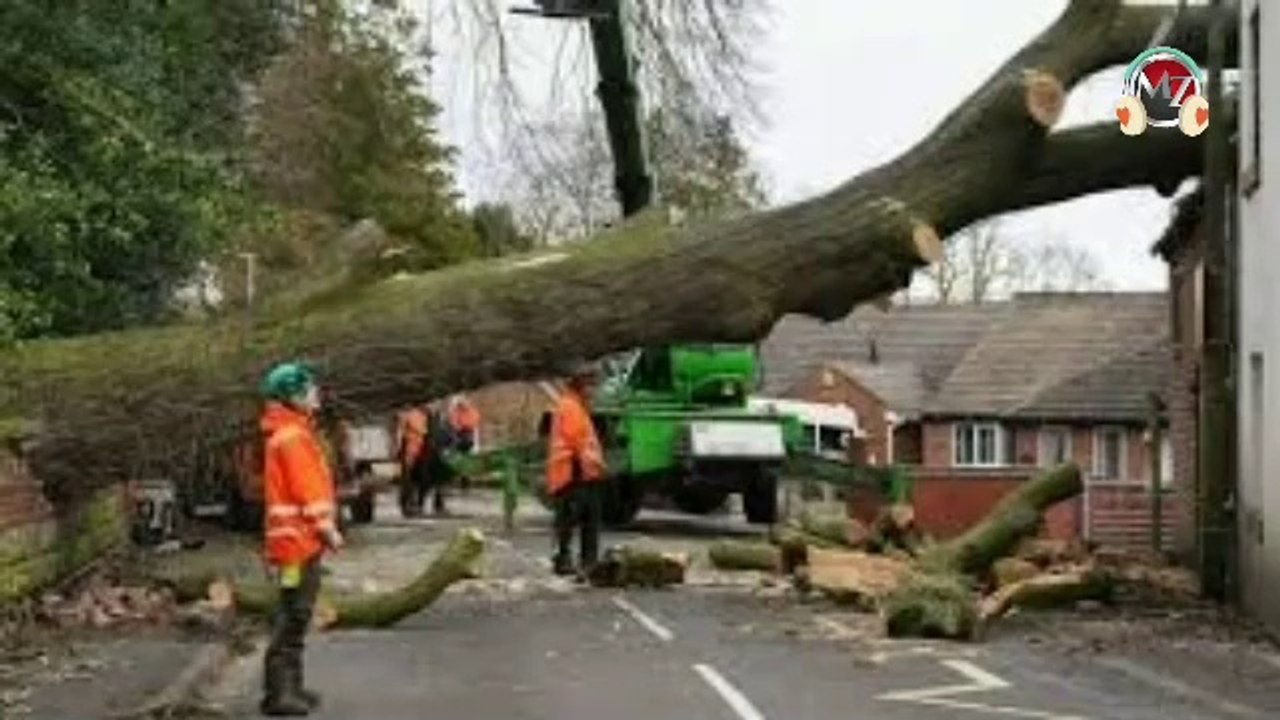 tree - falling _ sound effect _free sound effects - video Dailymotion