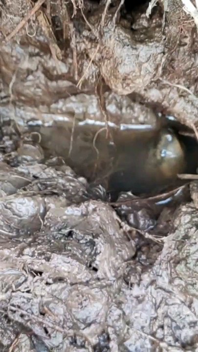 starving monster eel strike epick moment - video Dailymotion