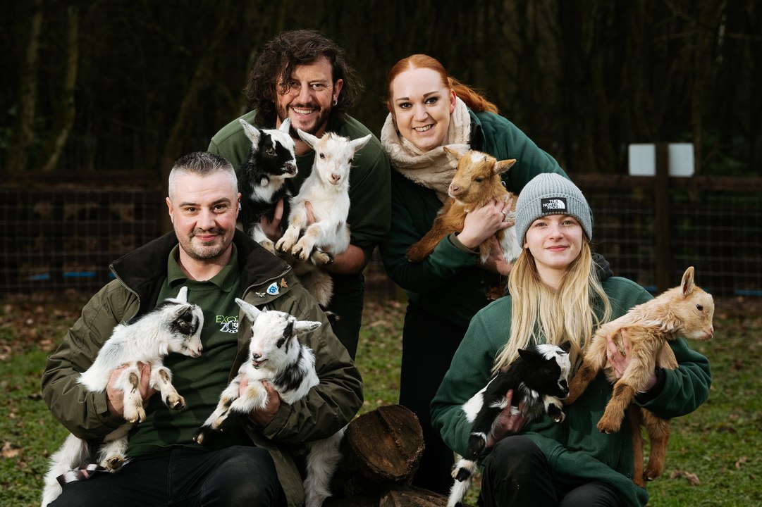 Seven baby Goats have been born at Telford's Exotic Zoo! - video ...