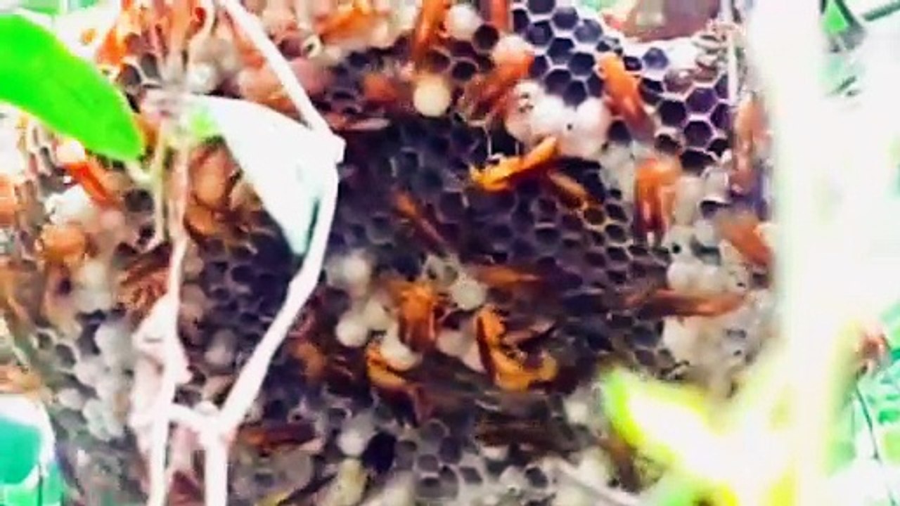 ततैया अपने छत्ते में शहद क्यों नहीं बनाते? | #ततैया | tataiya ...